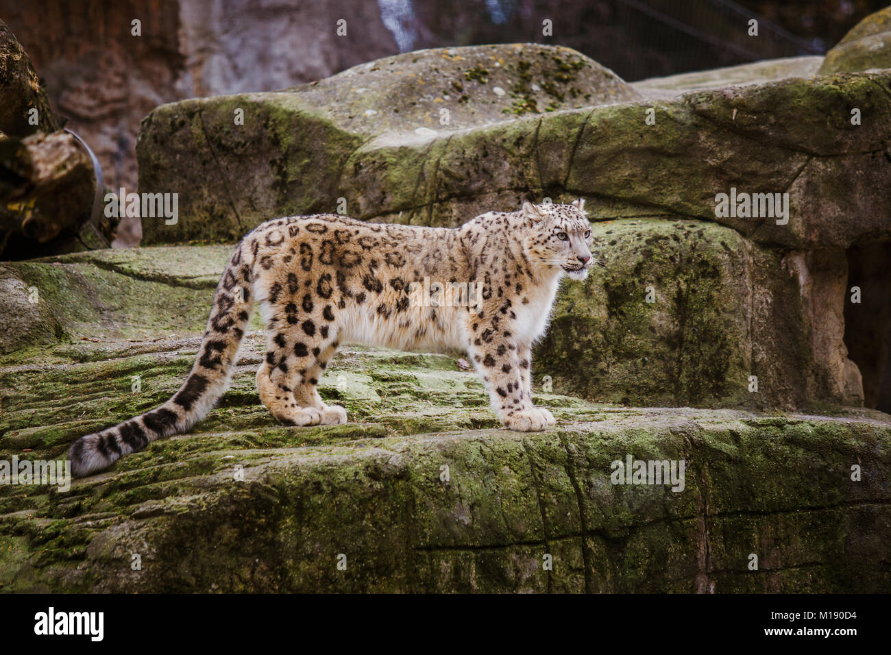 An adult snow leopard stands on a stony ledge in the Basel Zoo in ...
