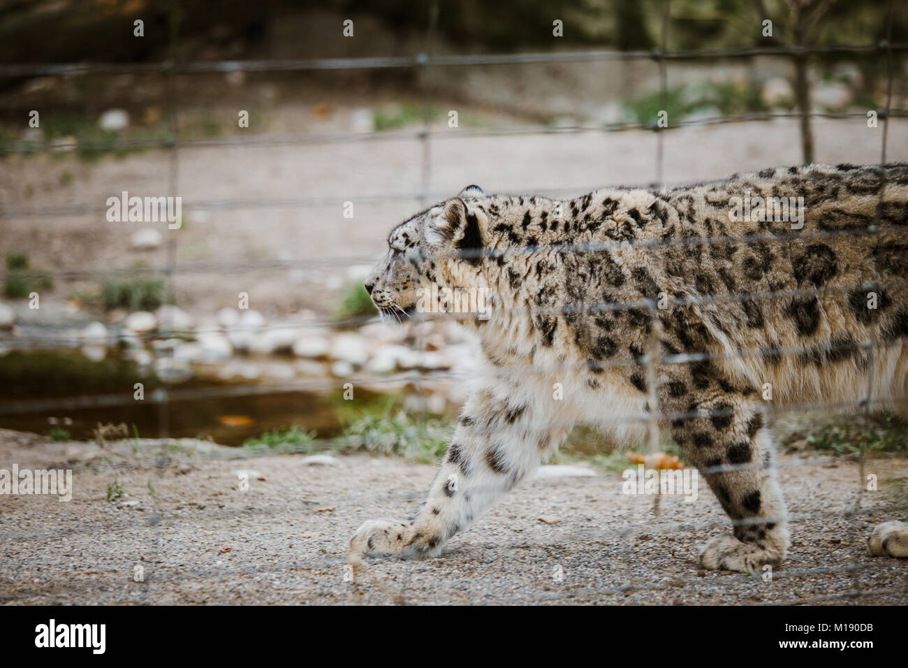 An adult snow leopard walks through its territory close up, view ...
