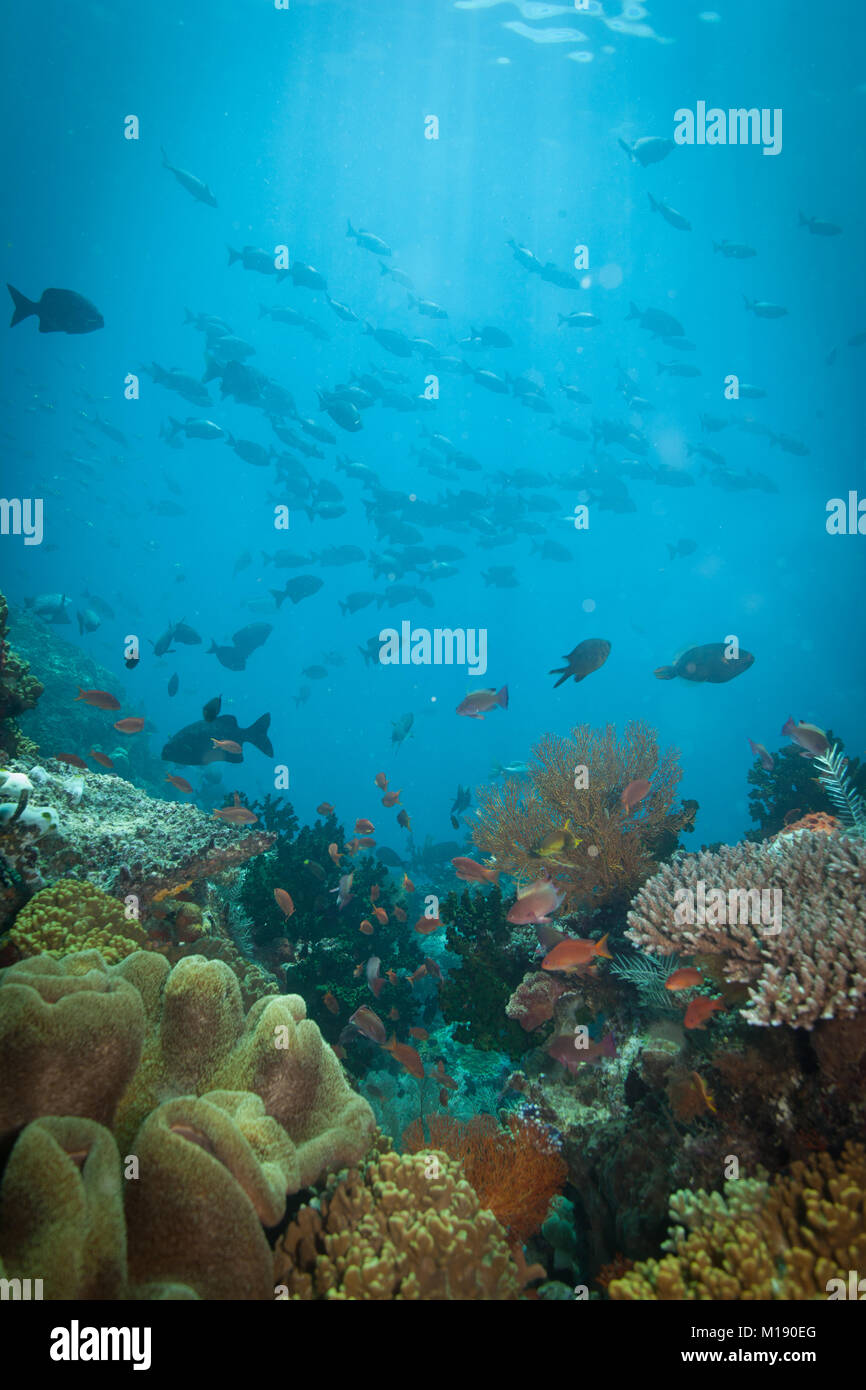 Beautiful underwater tropical ocean background Stock Photo - Alamy