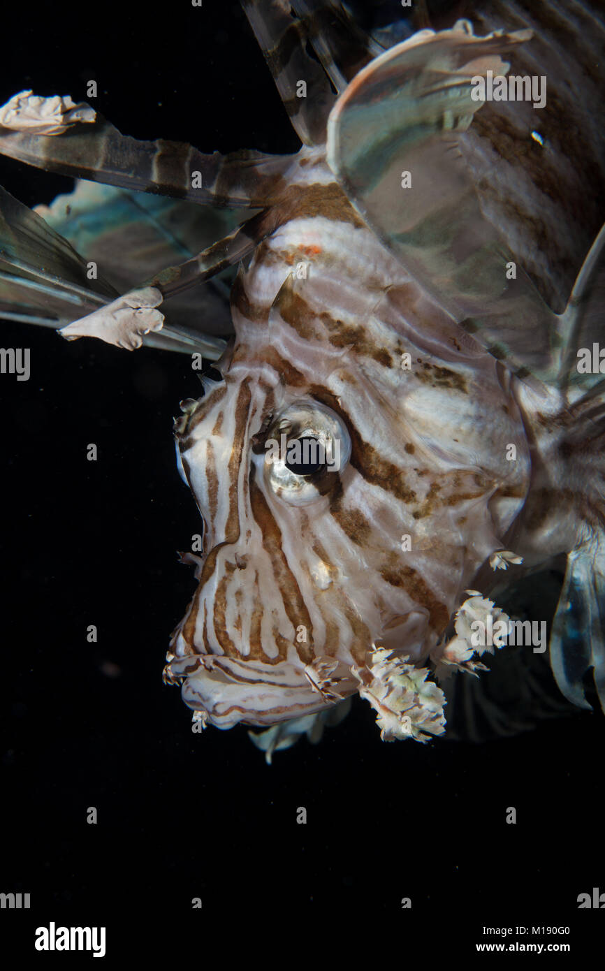 Lion fish face closeup with black background Stock Photo - Alamy