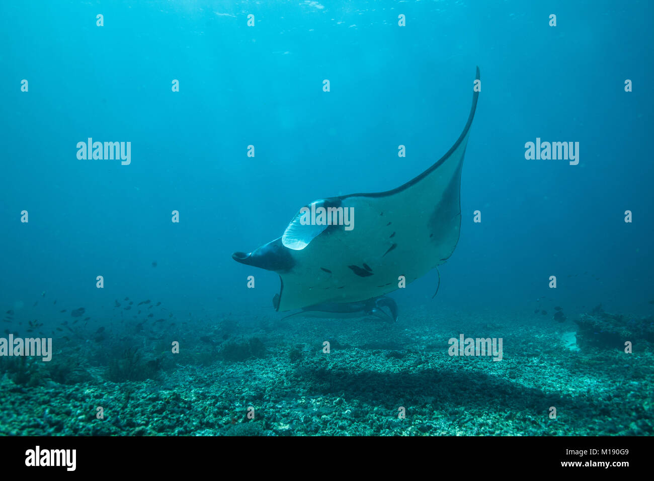 Manta ray swimming in sea hi-res stock photography and images - Alamy
