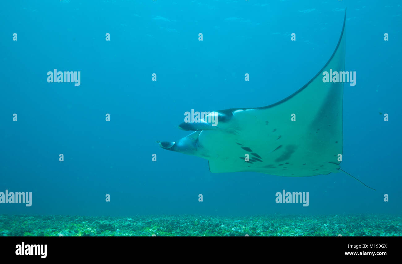 Manta ray swimming above hi-res stock photography and images - Alamy