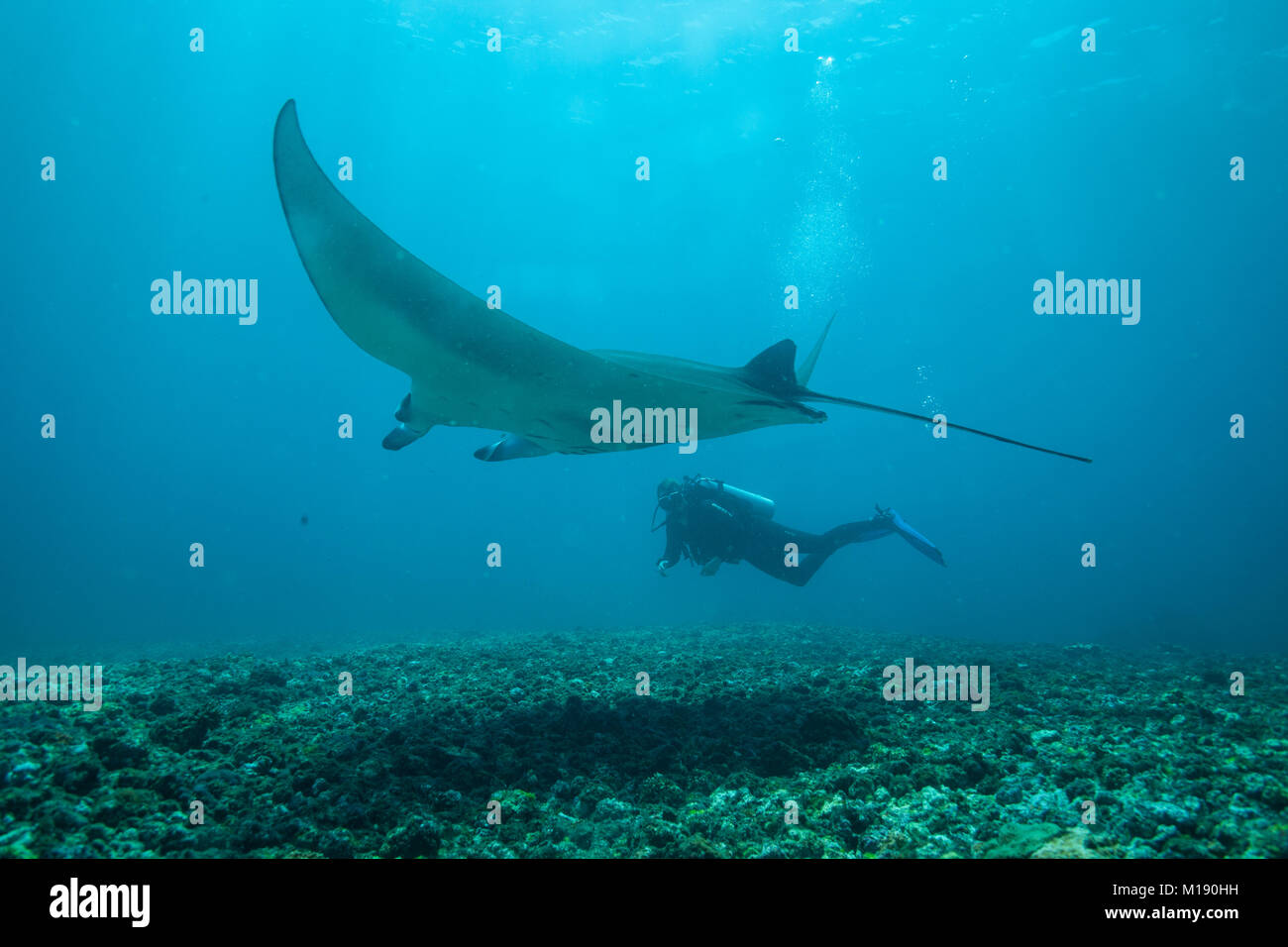Manta Rays Swimming Above a diver in the Blue Water Stock Photo - Alamy