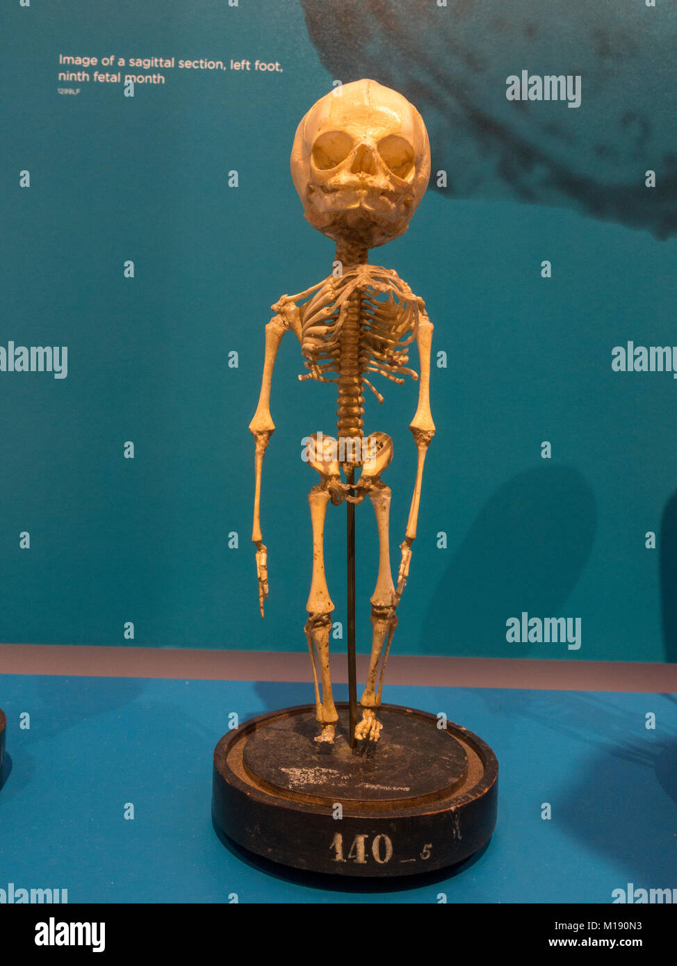 Human child fetal skeleton at 5 months on display in the National ...