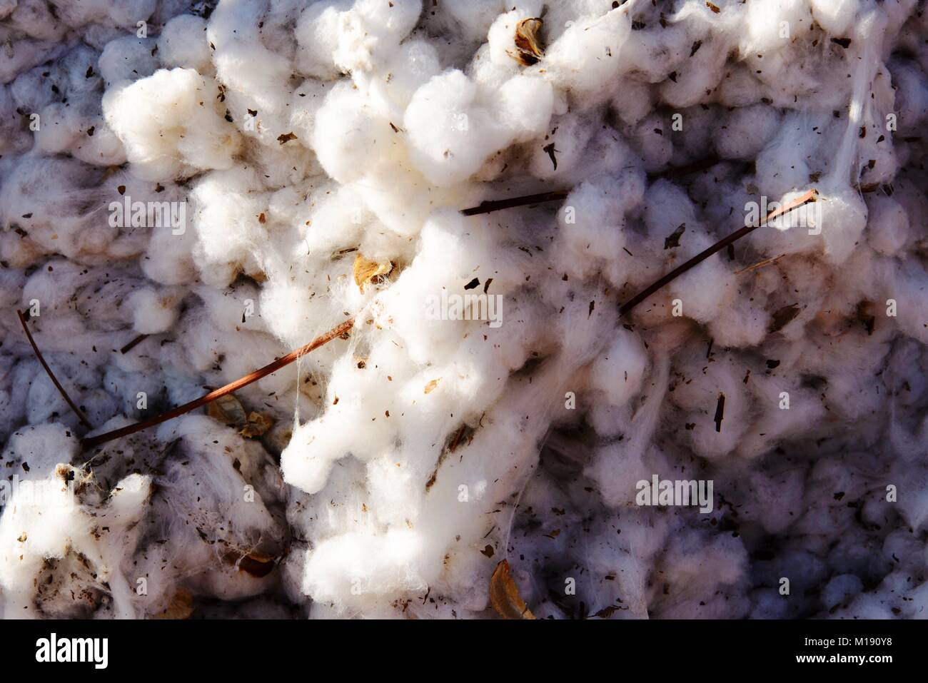 outdoor piles of picked cotton ready for processing Stock Photo - Alamy