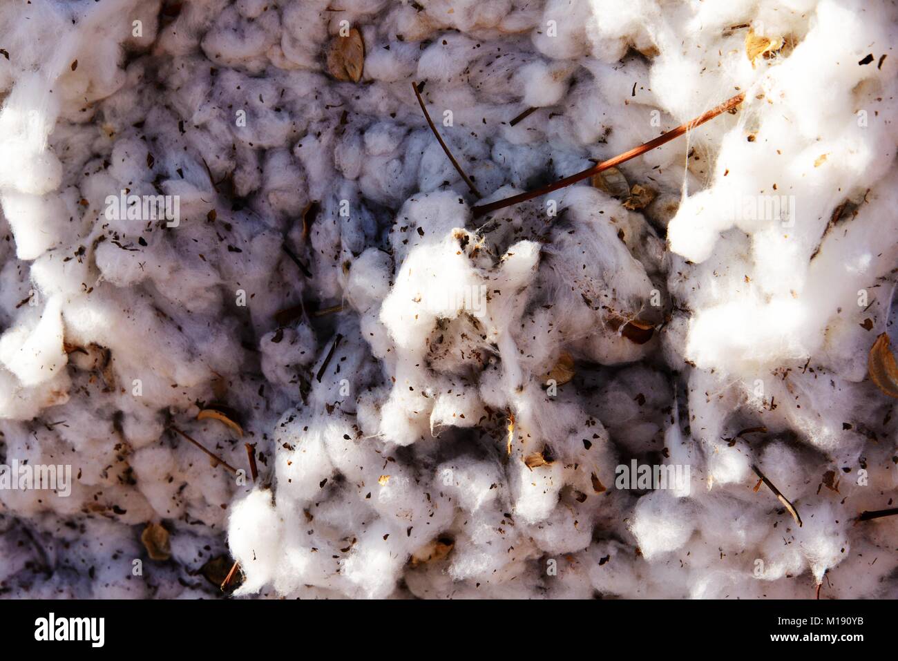 outdoor piles of picked cotton ready for processing Stock Photo - Alamy