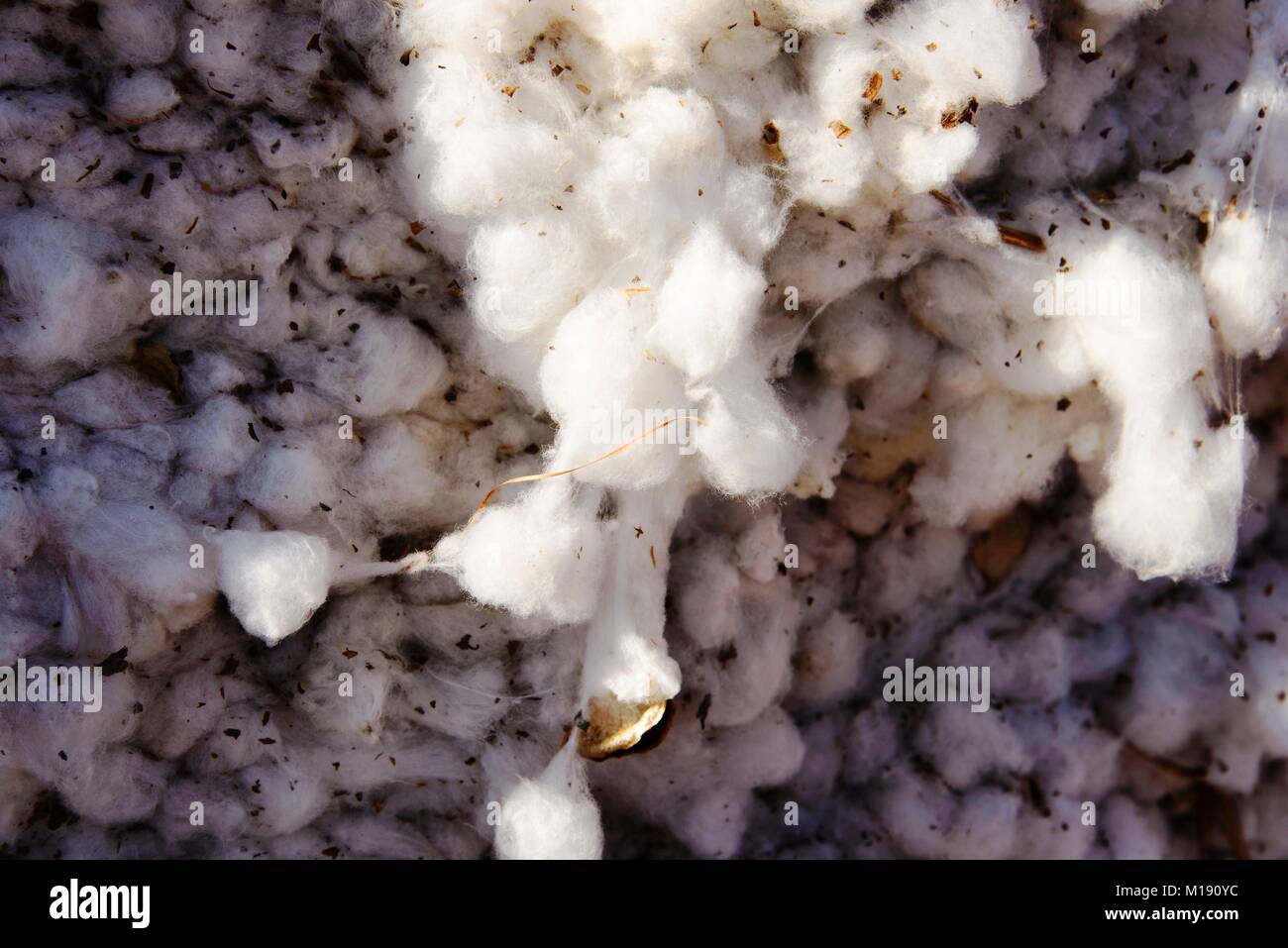outdoor piles of picked cotton ready for processing Stock Photo - Alamy