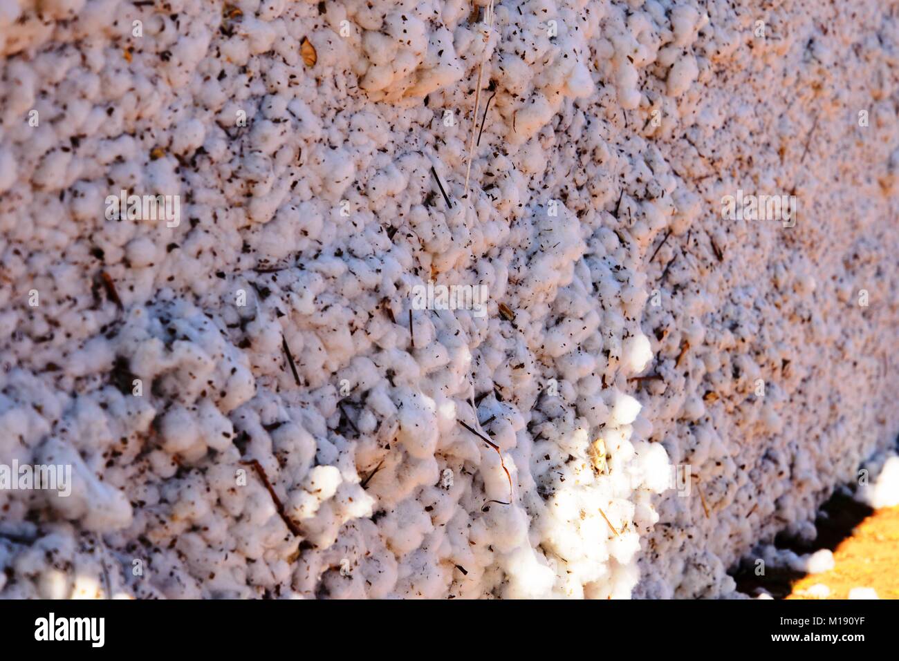 outdoor piles of picked cotton ready for processing Stock Photo - Alamy