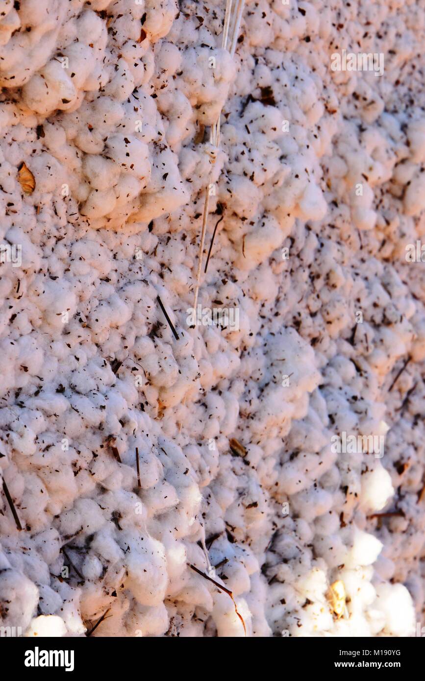 outdoor piles of picked cotton ready for processing Stock Photo - Alamy