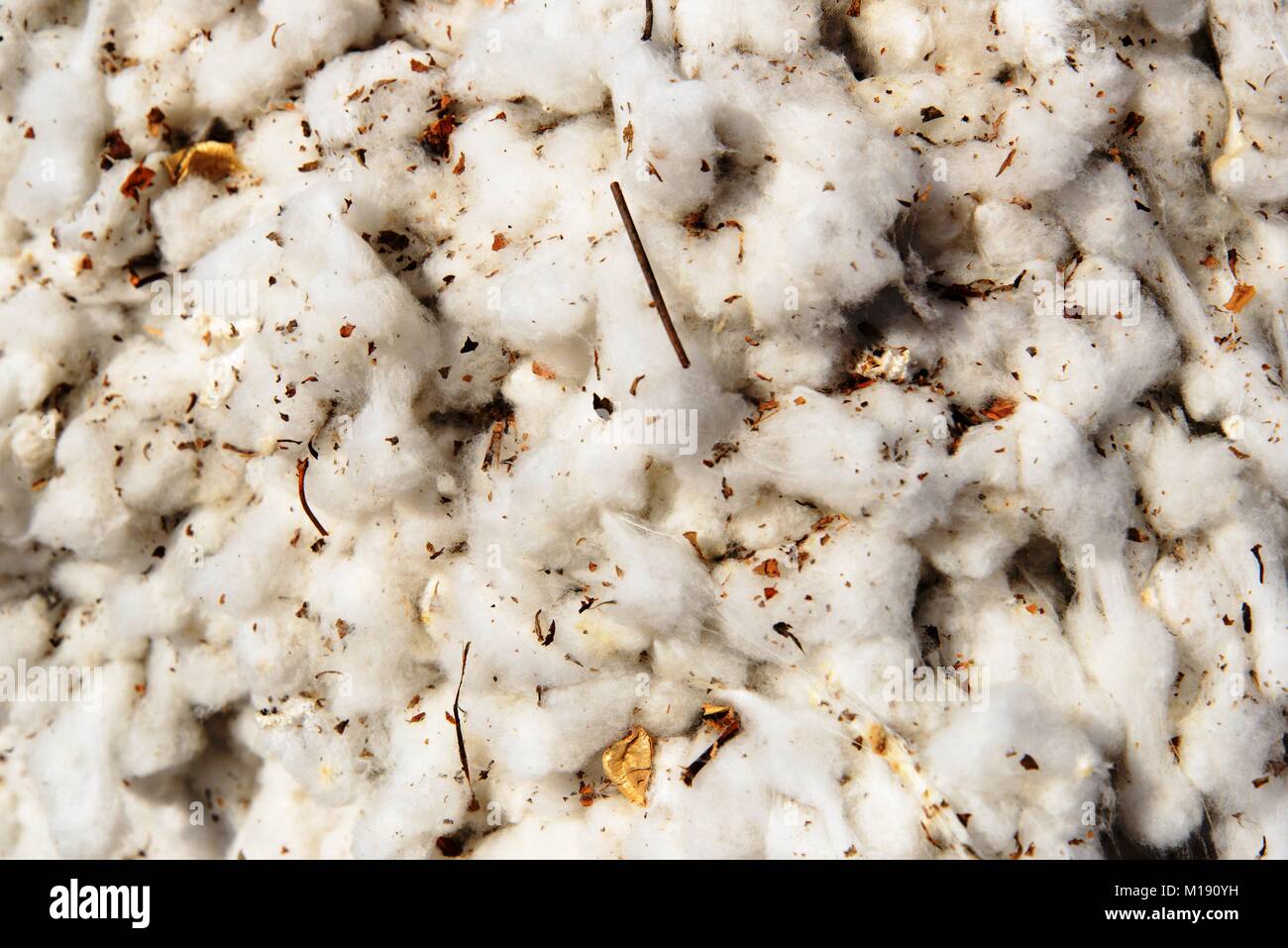 outdoor piles of picked cotton ready for processing Stock Photo - Alamy