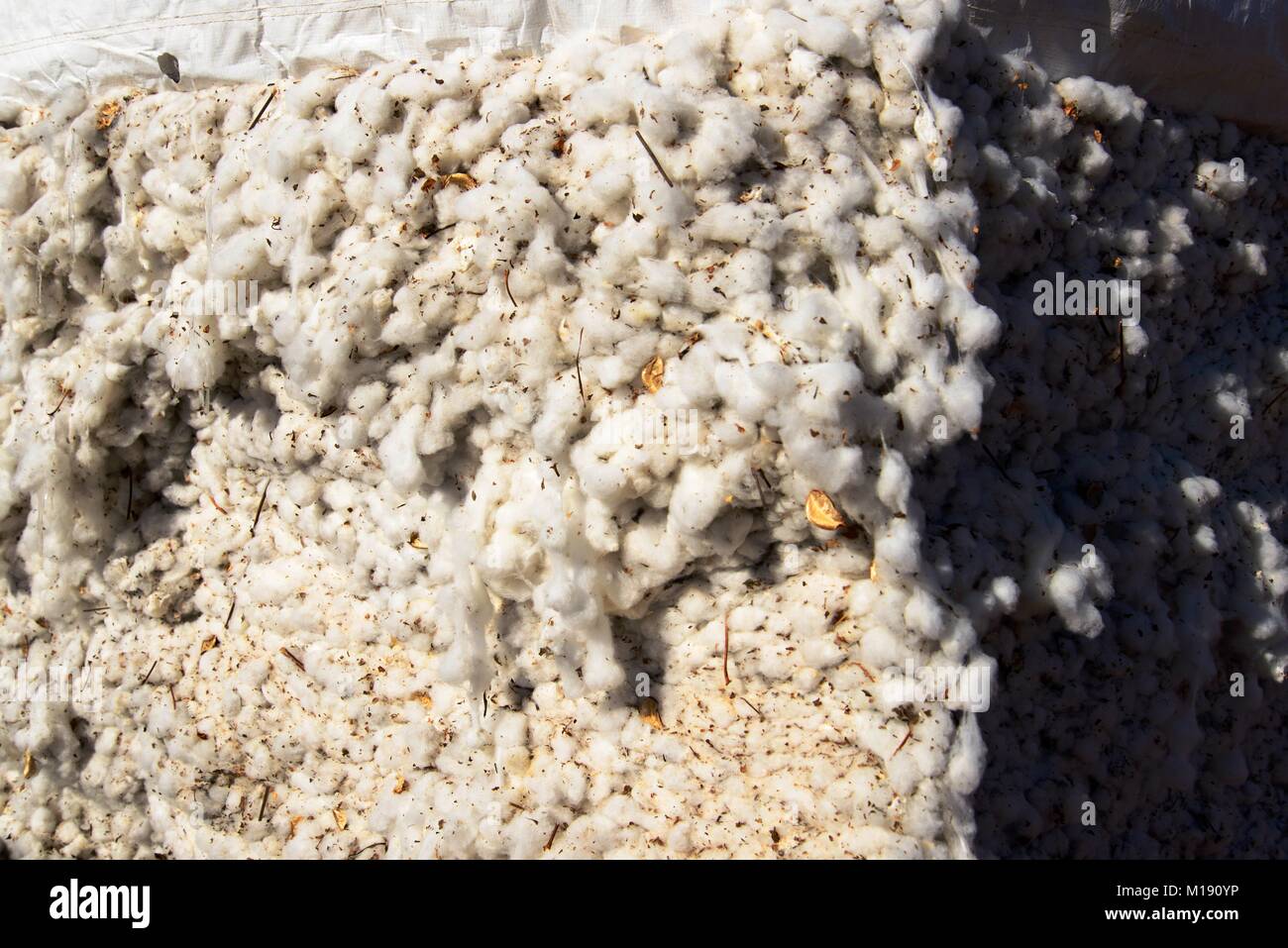 outdoor piles of picked cotton ready for processing Stock Photo - Alamy