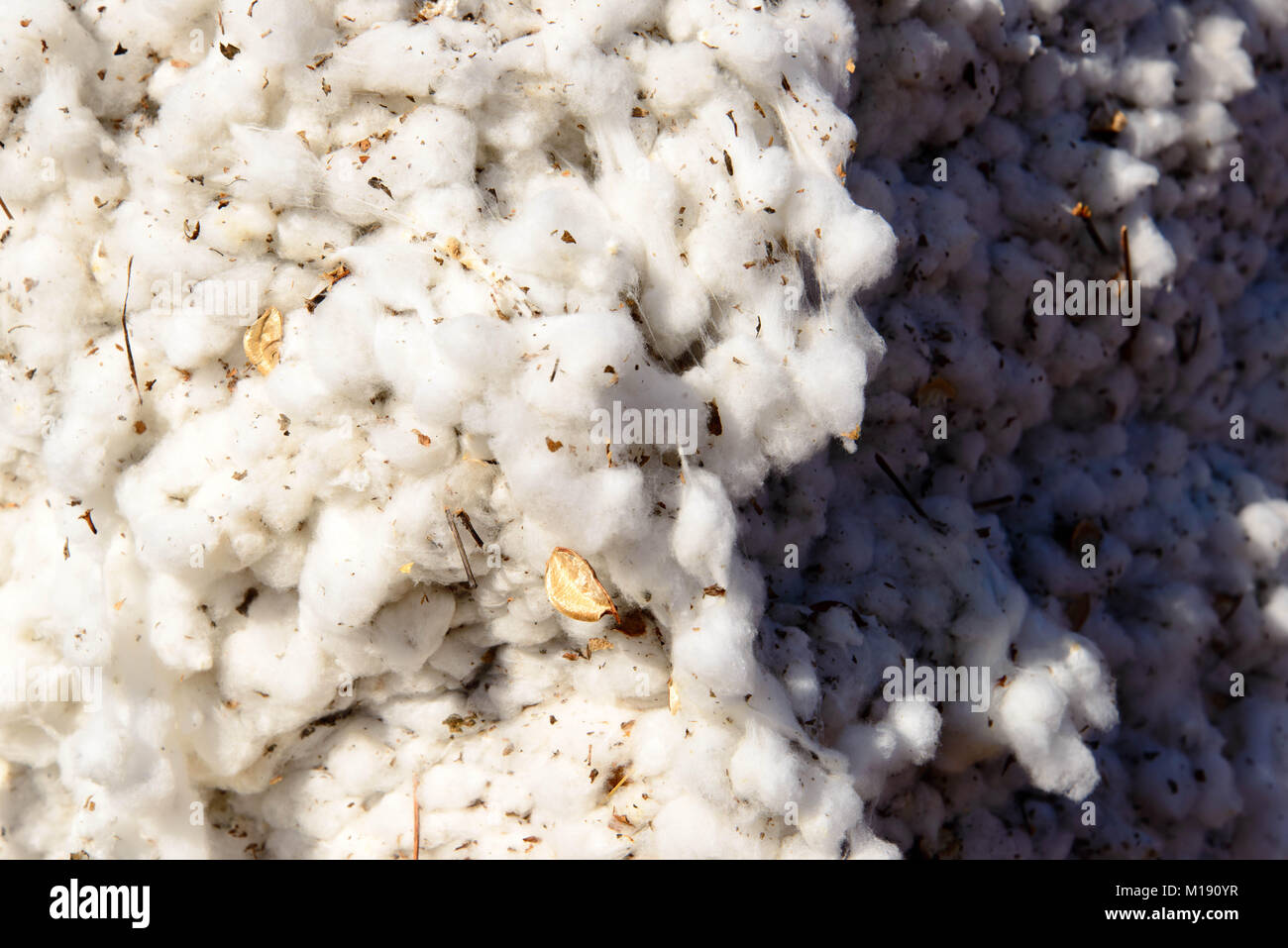 outdoor piles of picked cotton ready for processing Stock Photo - Alamy