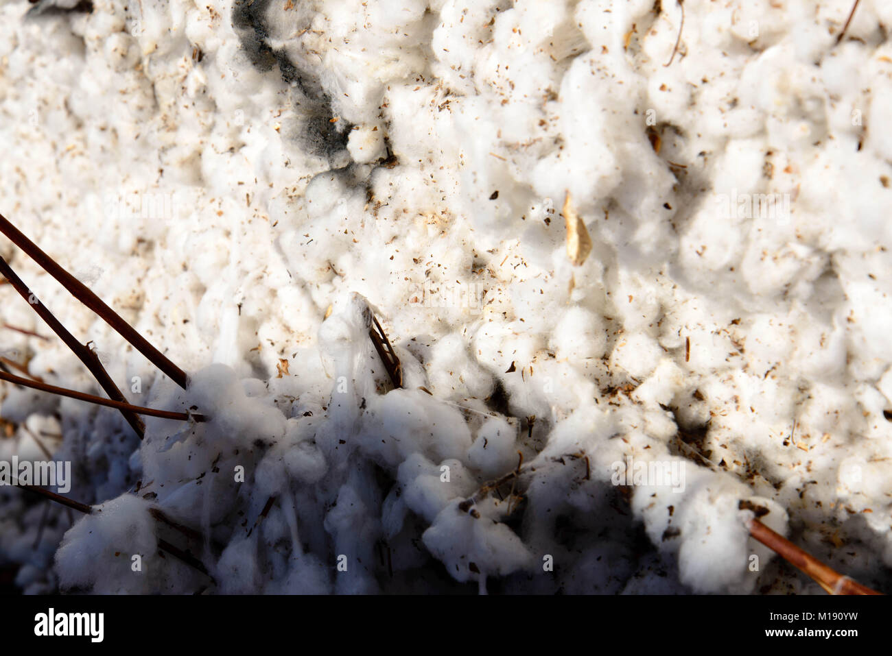 outdoor piles of picked cotton ready for processing Stock Photo - Alamy