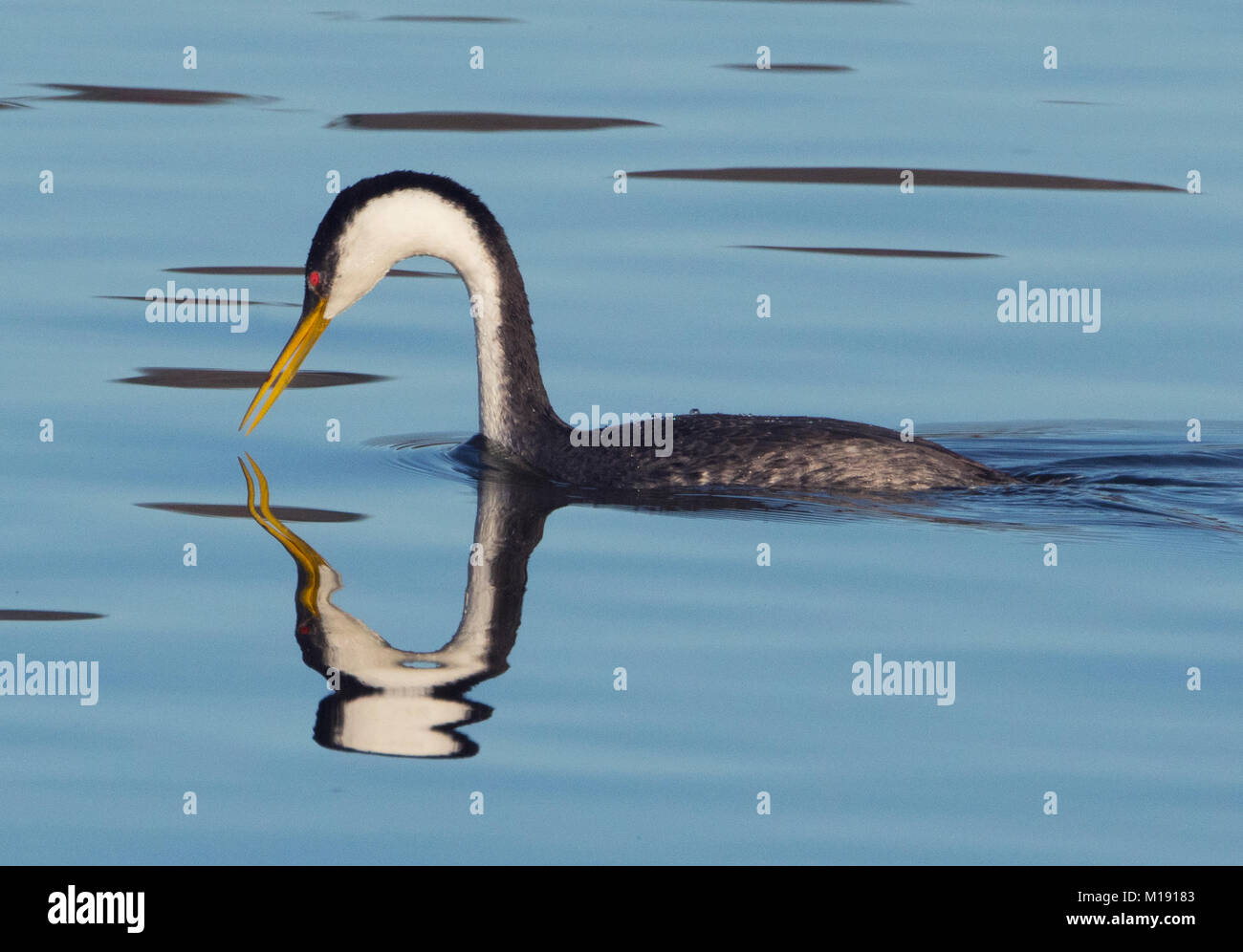 Western Grebe (Aechmophorus occidentalis) preparing to dive in still ...