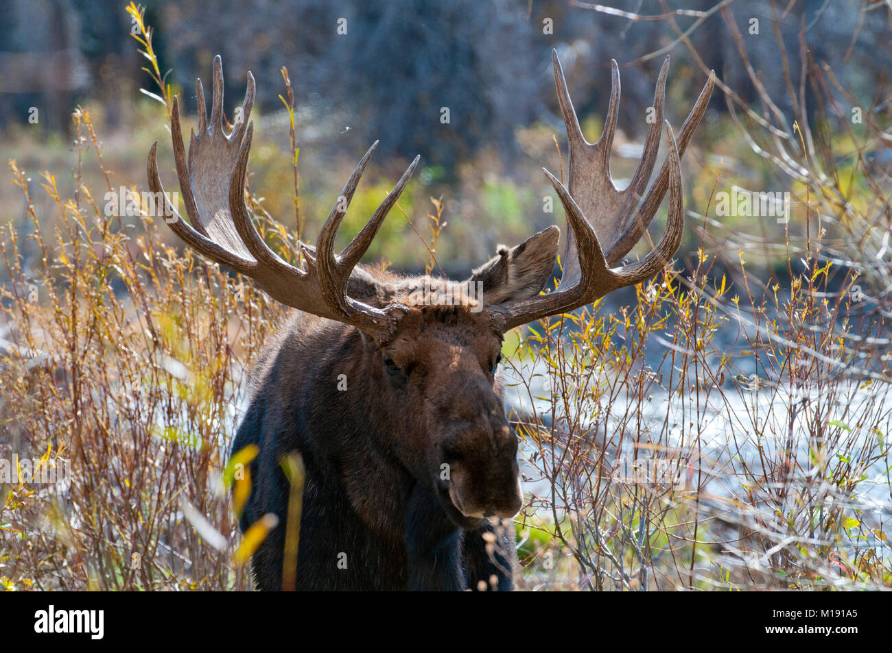 Trophy bull moose (Alces alces) in Grand Teton National Park, Wyoming ...