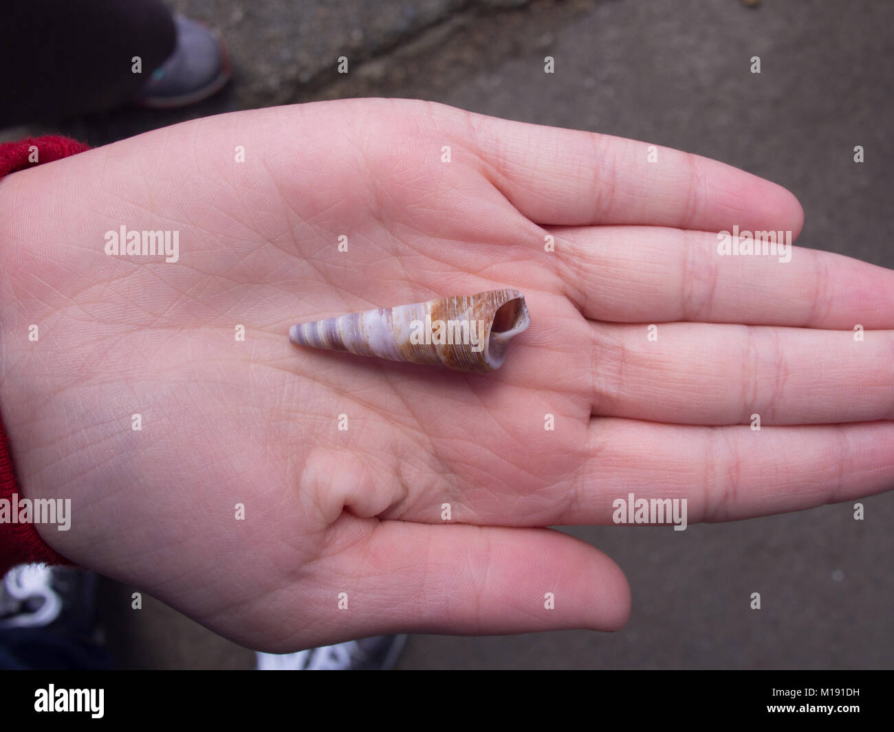 Holding A Small Shell Stock Photo - Alamy