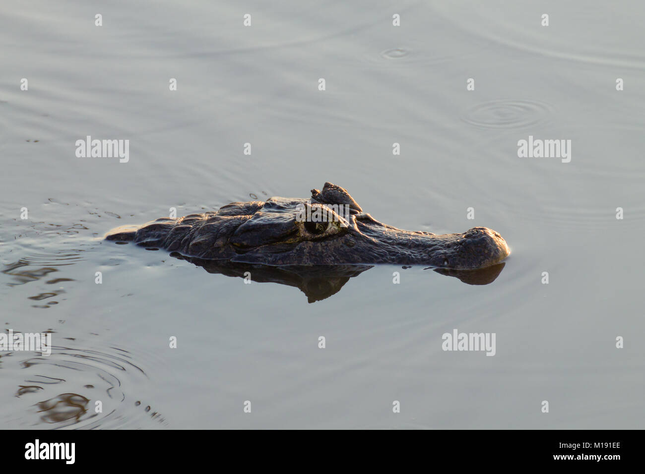 Caiman floating on the surface of the water in Pantanal, Brazil ...
