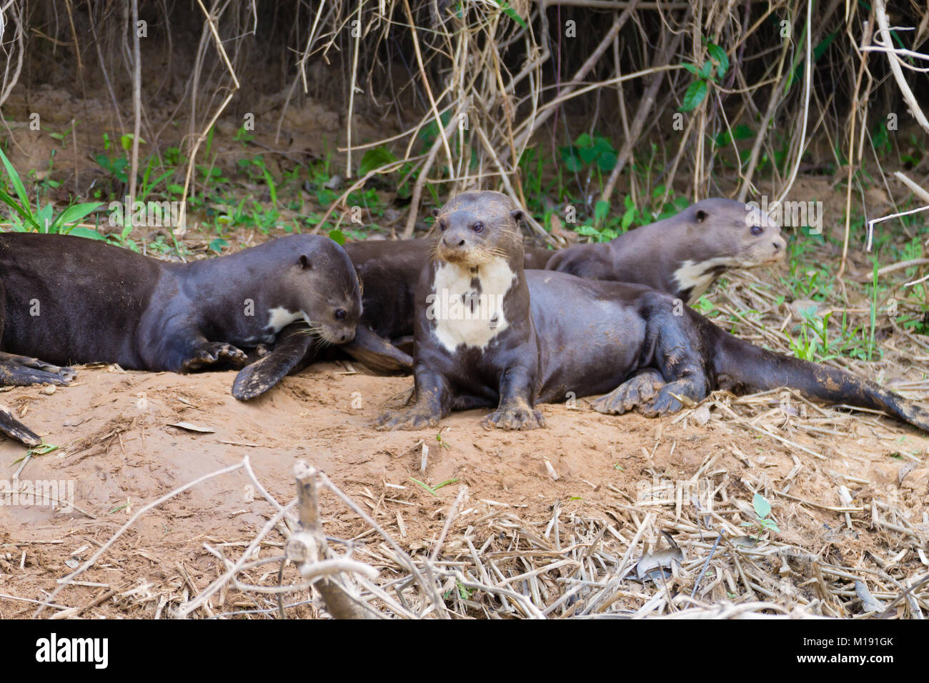 Giant otter on water from Pantanal wetland area, Brazil. Brazilian ...