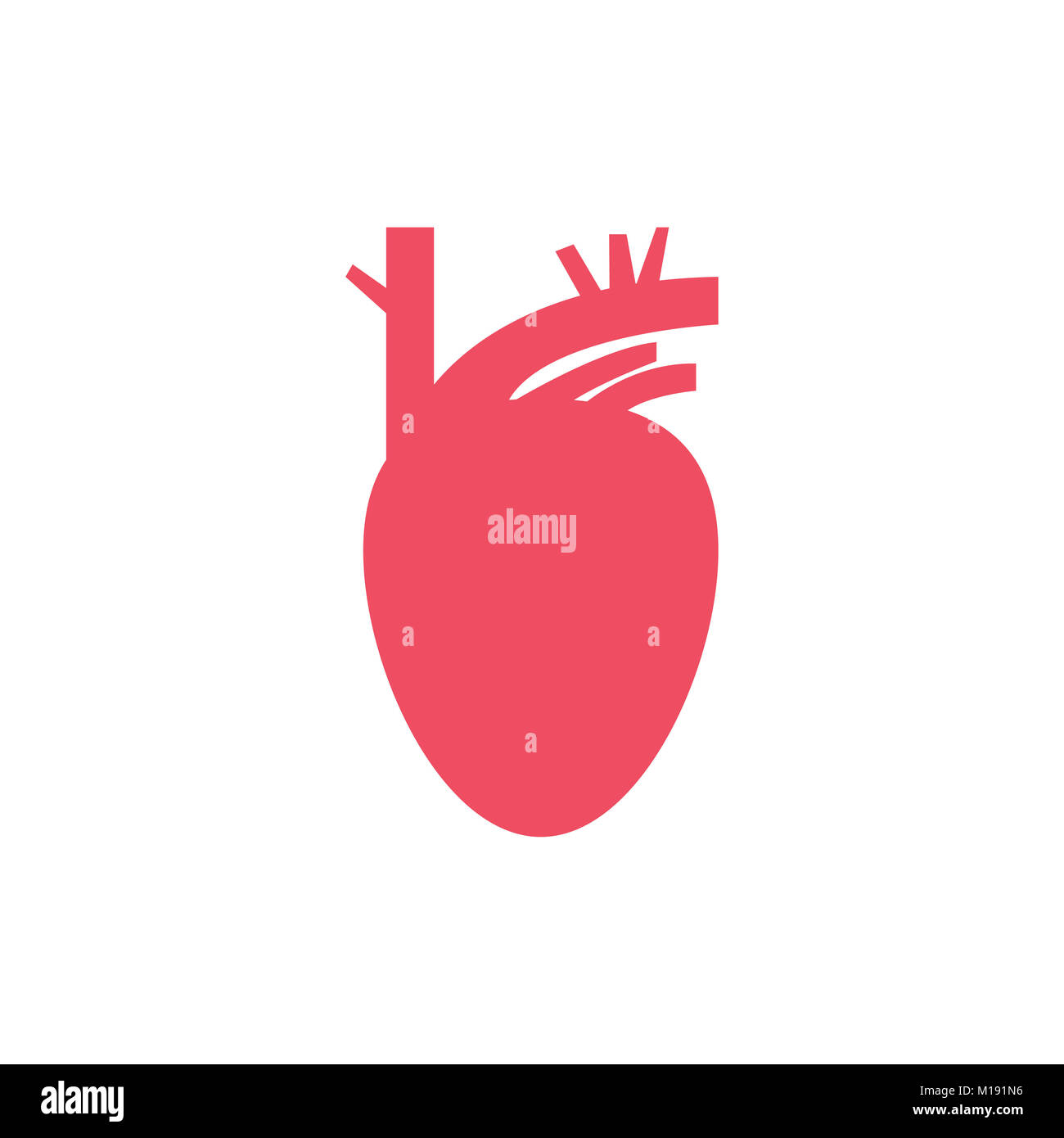 Heart anatomy engraving Cut Out Stock Images & Pictures - Alamy