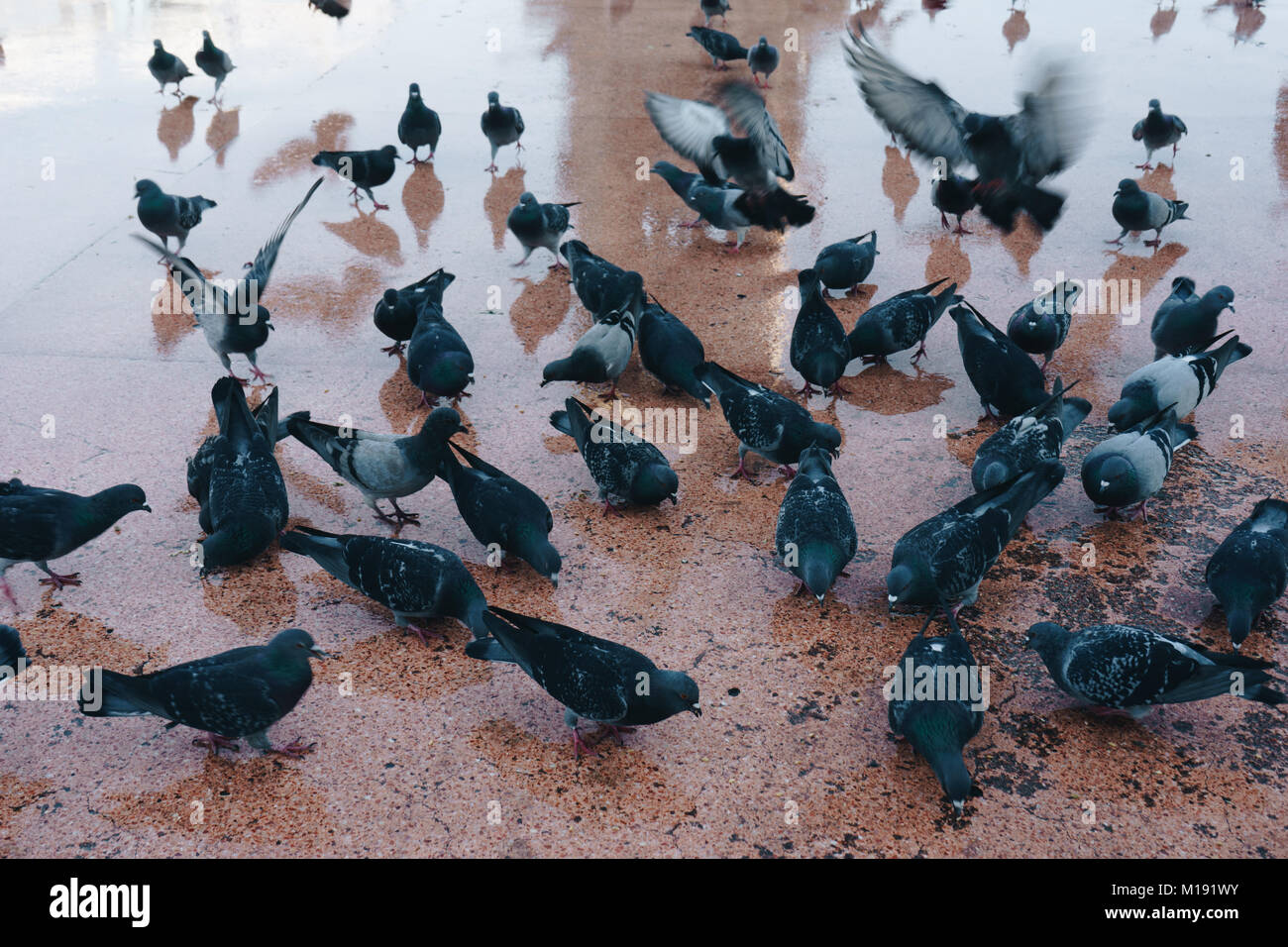 Pigeons eating food in Taksim square in Istanbul, Turkey Stock Photo ...