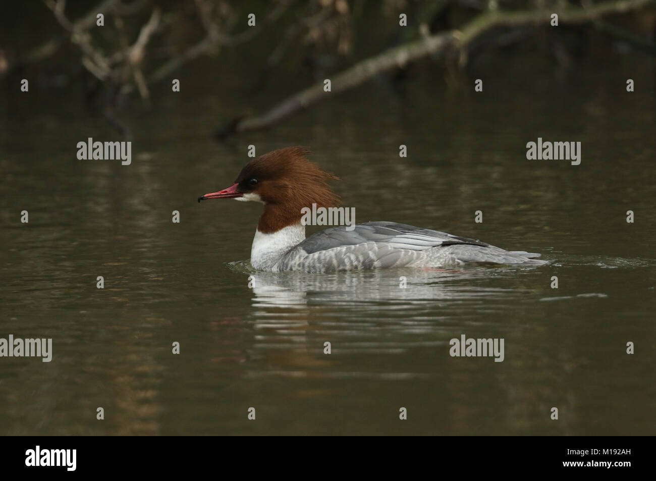 Stunning female goosander hi-res stock photography and images - Alamy