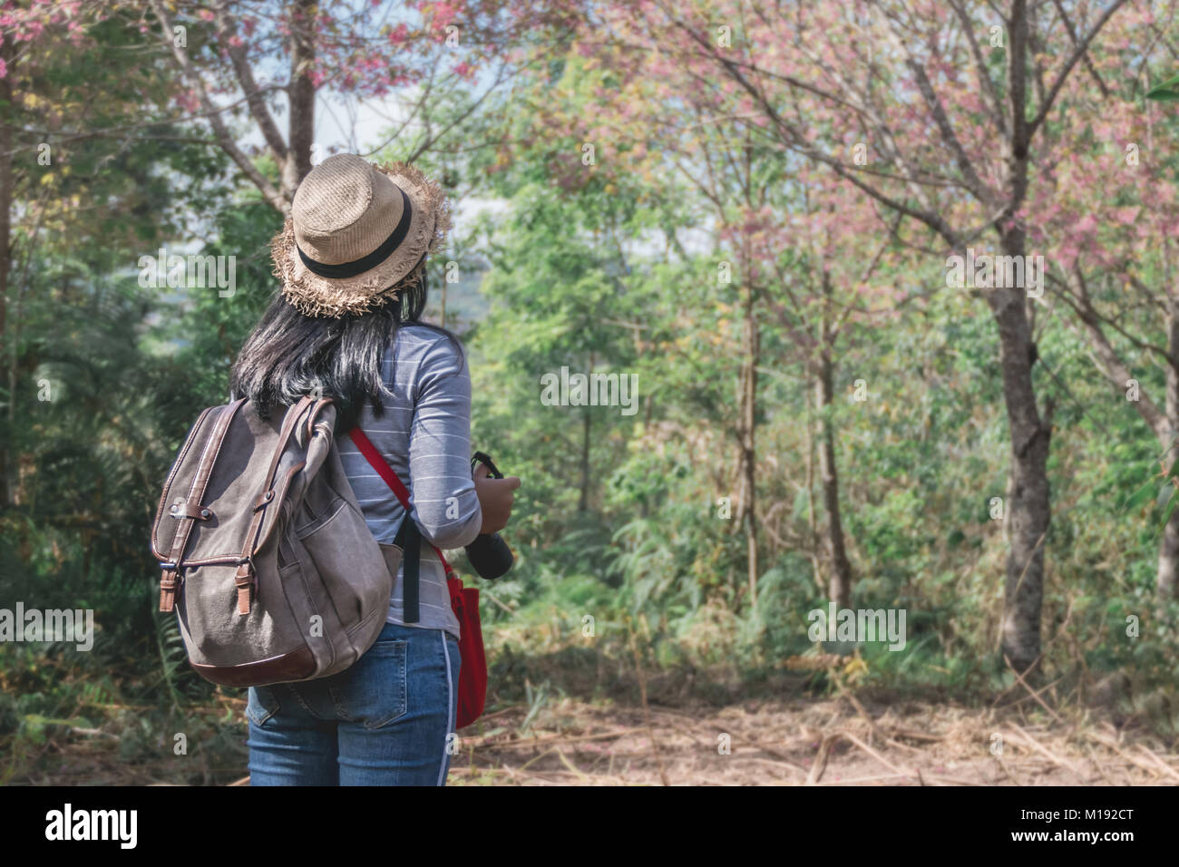 back view photo of girl backpacker travel in Sakura or cherry tree ...