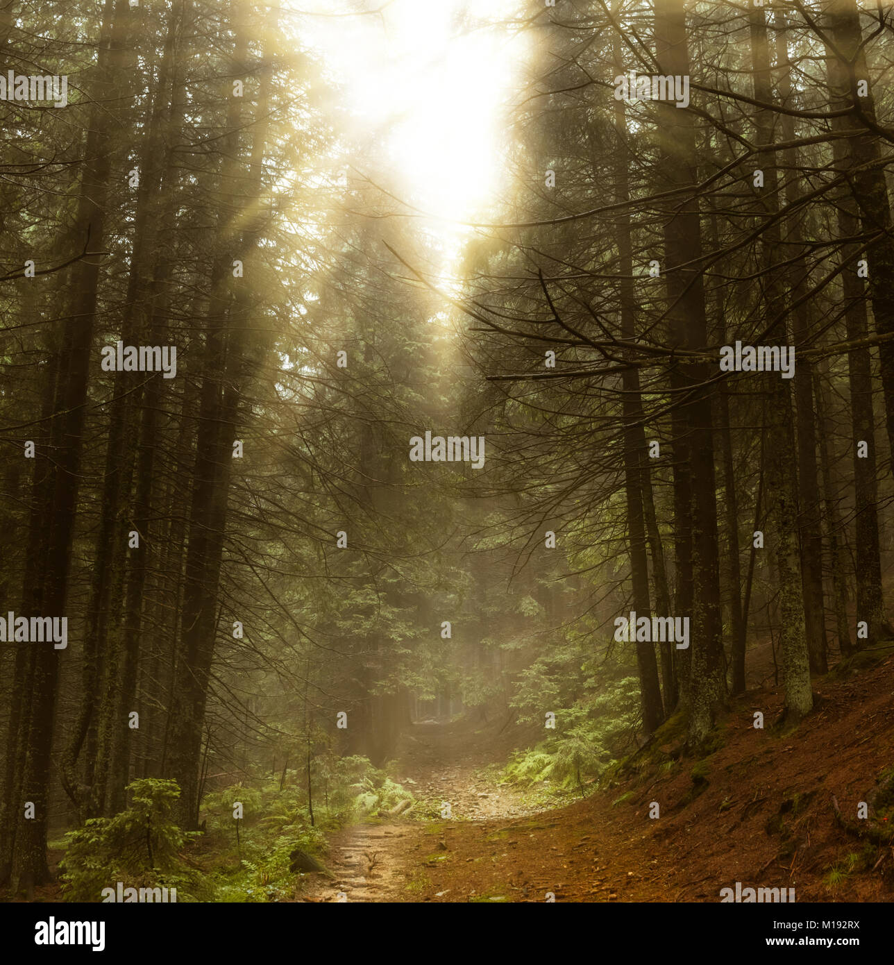 Sunbeams environment hi-res stock photography and images - Alamy