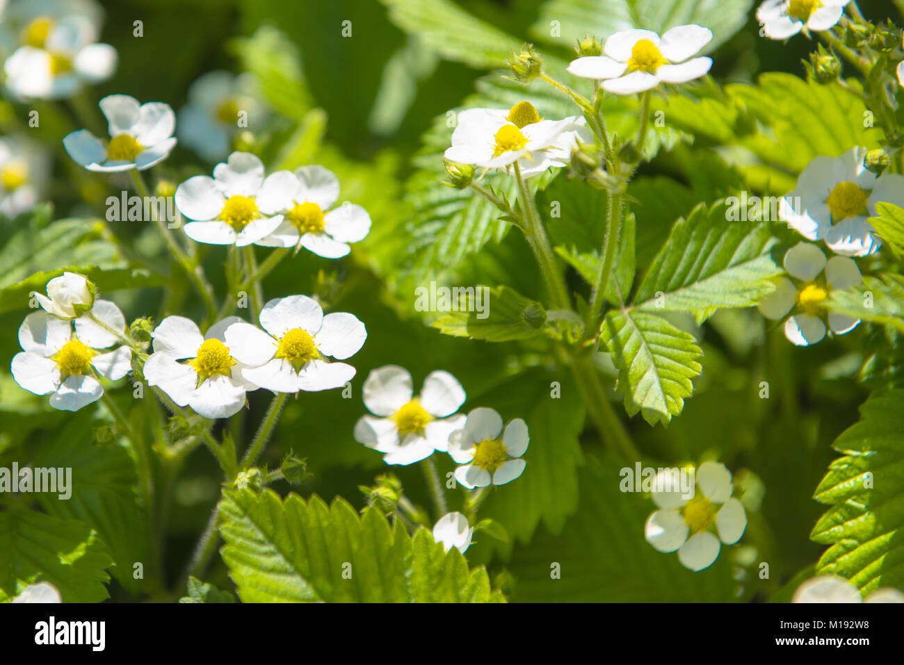 strawberry flowers garden Stock Photo - Alamy