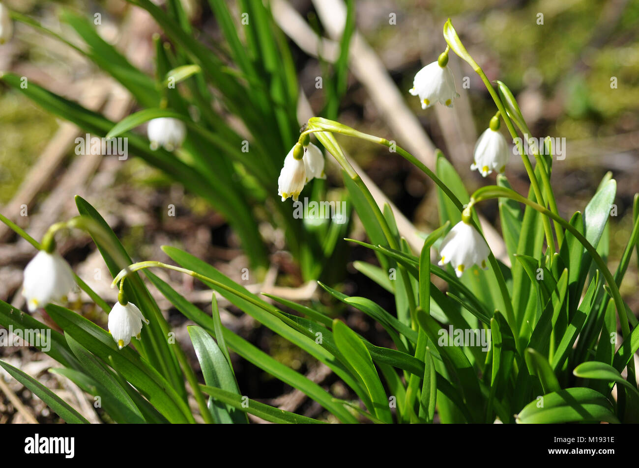 White spring snowflake flower in the wild. Leucojum vernum is a ...
