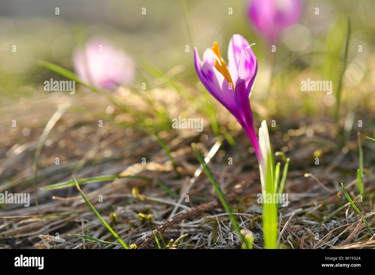 Spring flowering bulbs of purple Crocus flower. Crocus vernus Stock ...