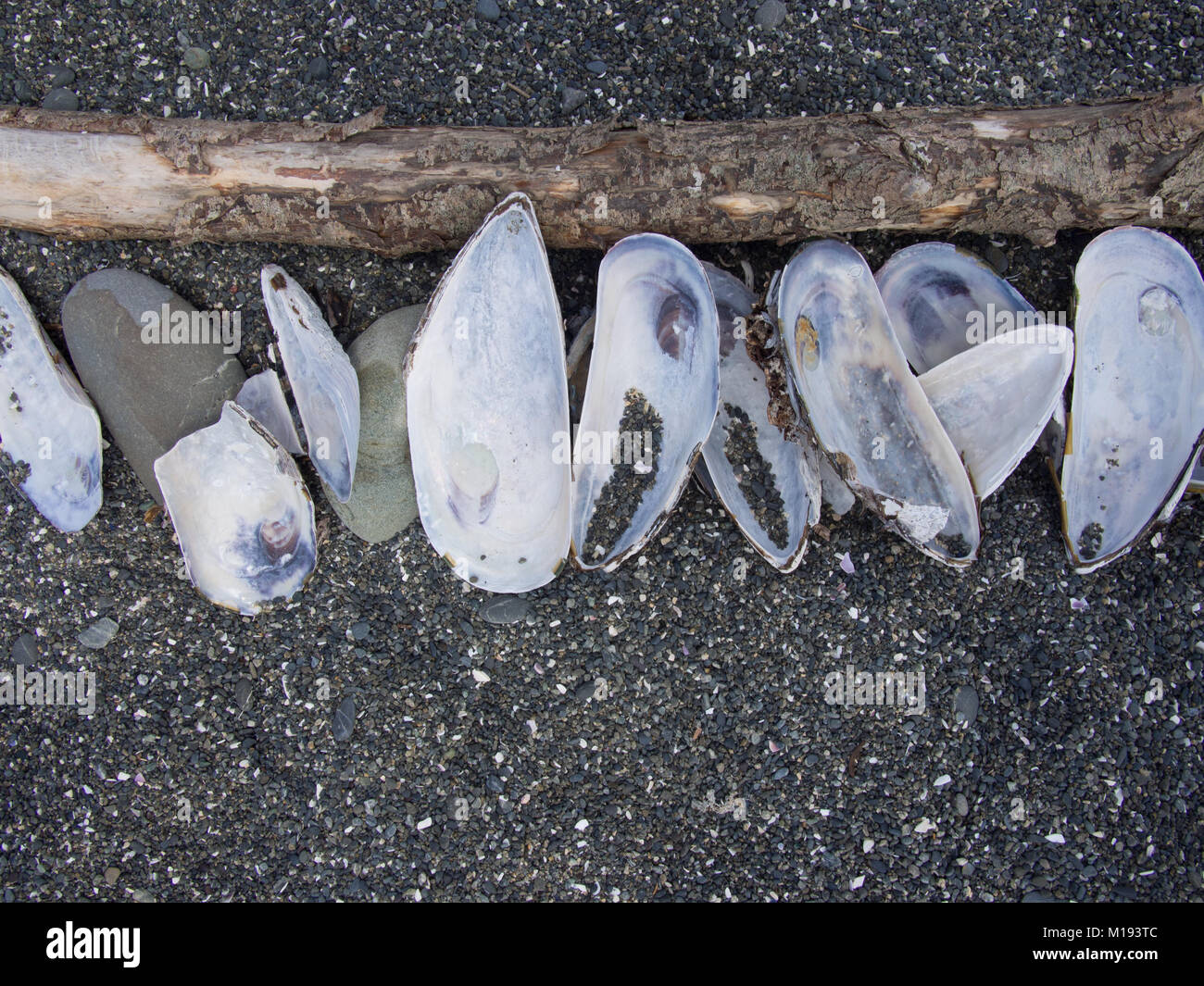 Collection Of Shells On The Beach Stock Photo - Alamy