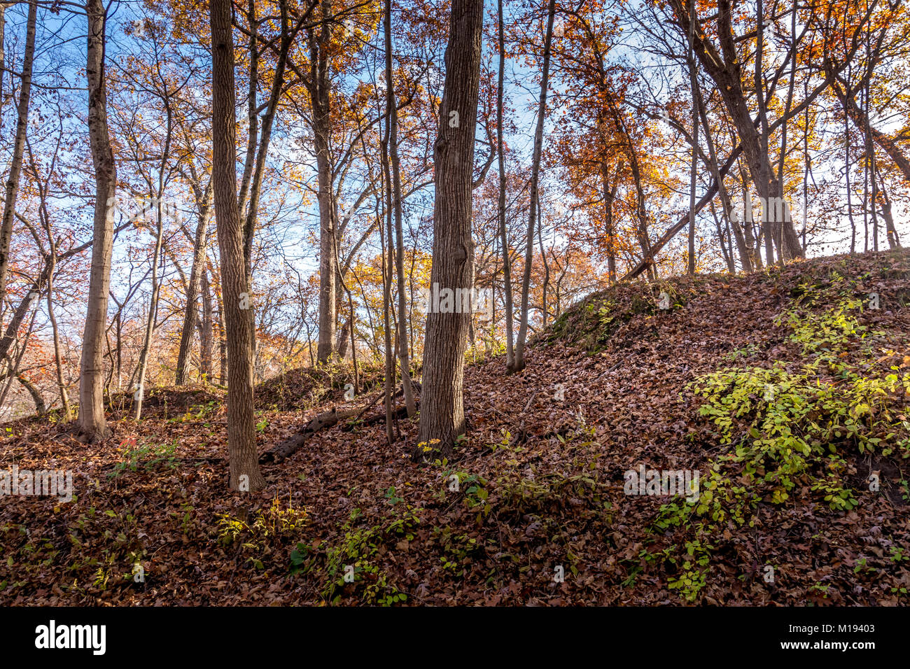 Photographed through various parks and forests in Iowa and Wisconsin in ...