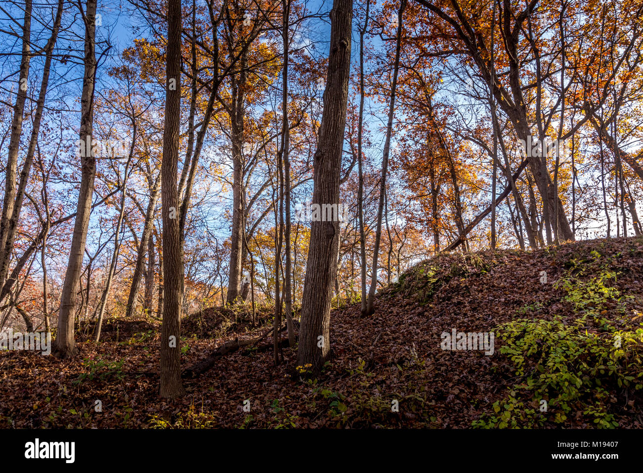 Photographed through various parks and forests in Iowa and Wisconsin in ...