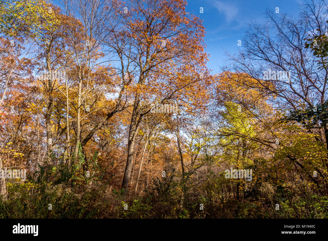 Photographed through various parks and forests in Iowa and Wisconsin in ...