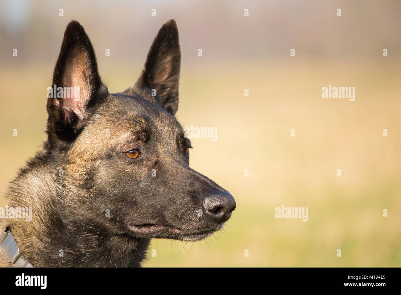Malinois shepherd hi-res stock photography and images - Alamy