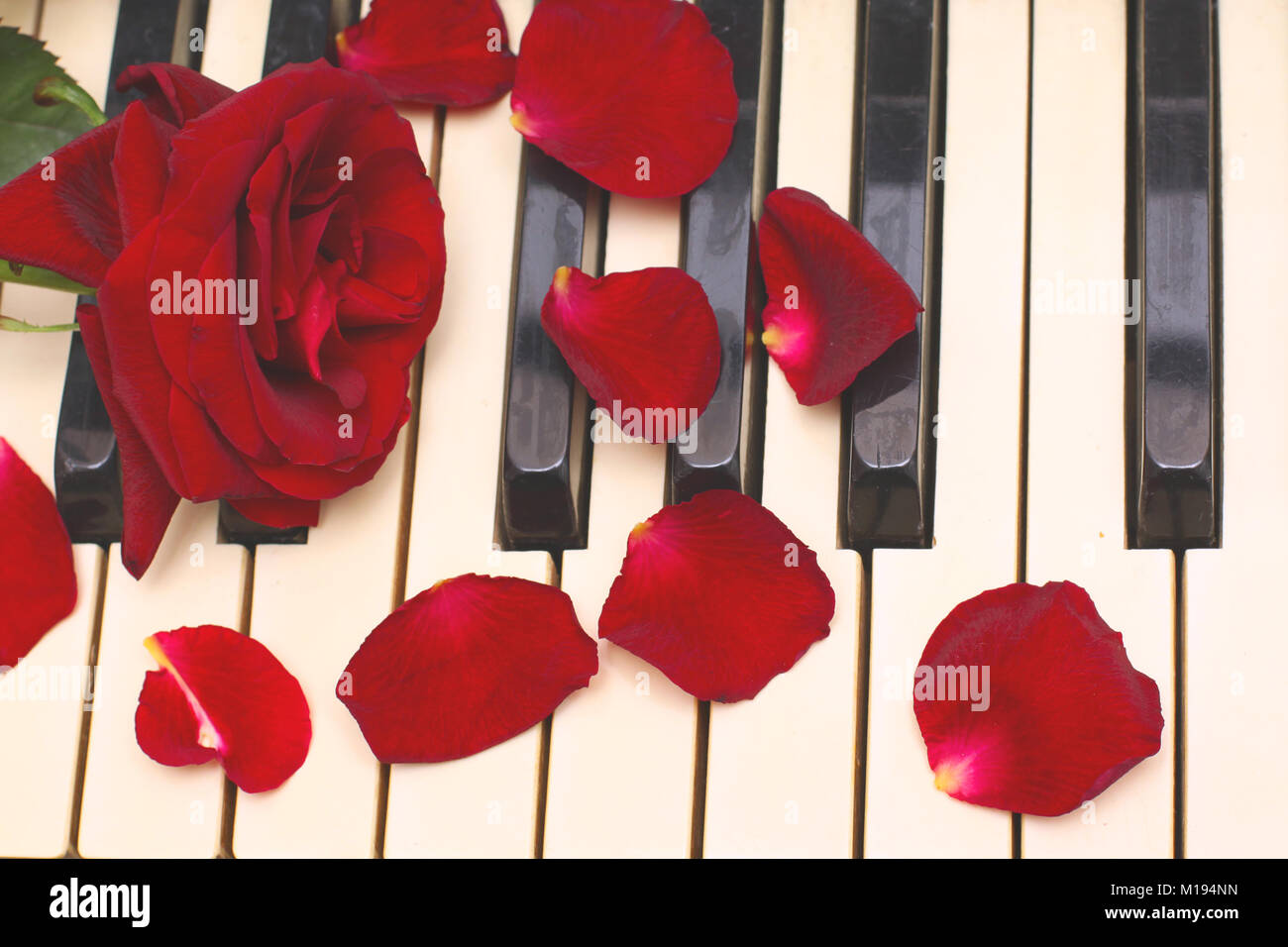 White Rose Piano Wallpaper