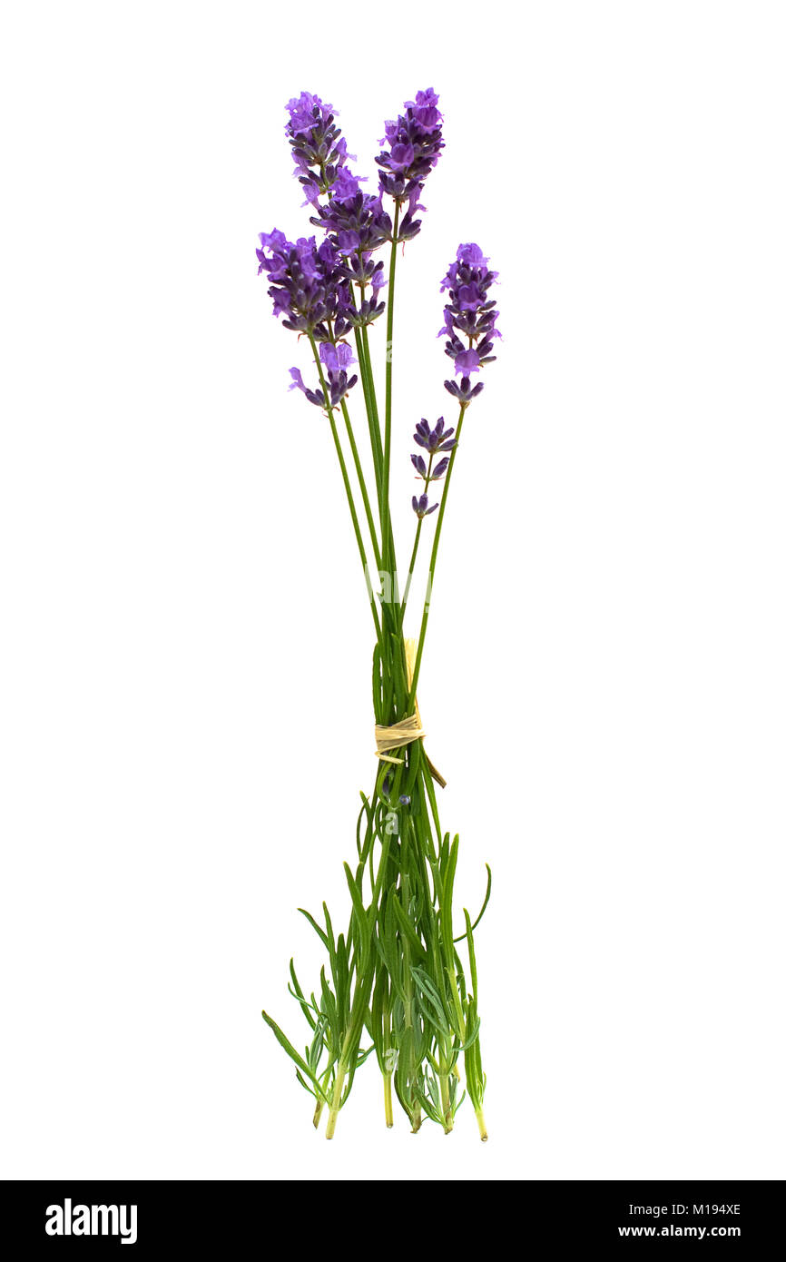 Lavender flowers isolated on white Stock Photo - Alamy