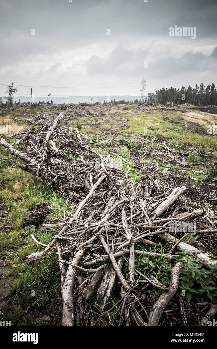Branches on the ground after forest clearance Stock Photo - Alamy