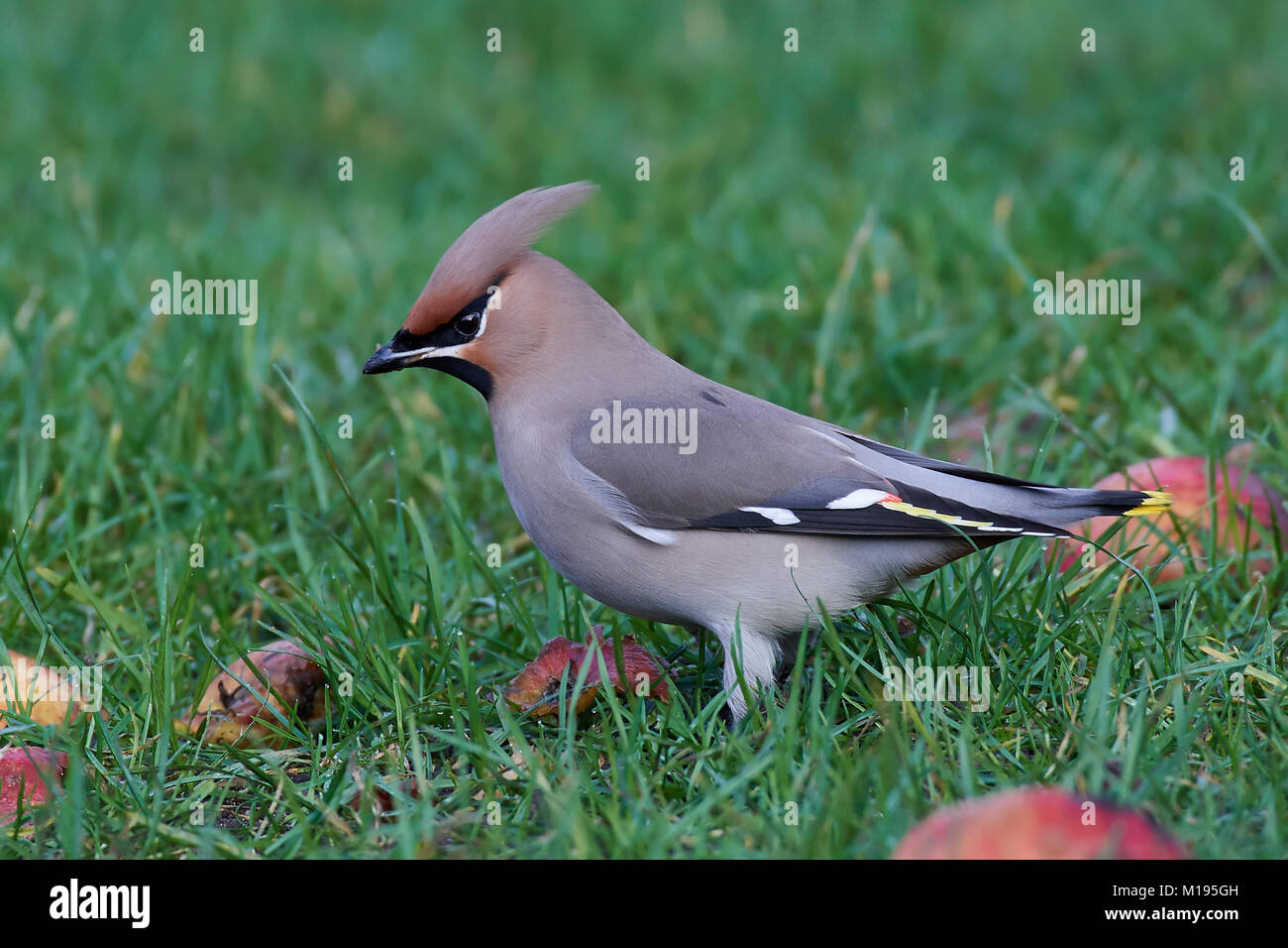 Bohemian waxwing in its natural habitat, Denmark Stock Photo - Alamy