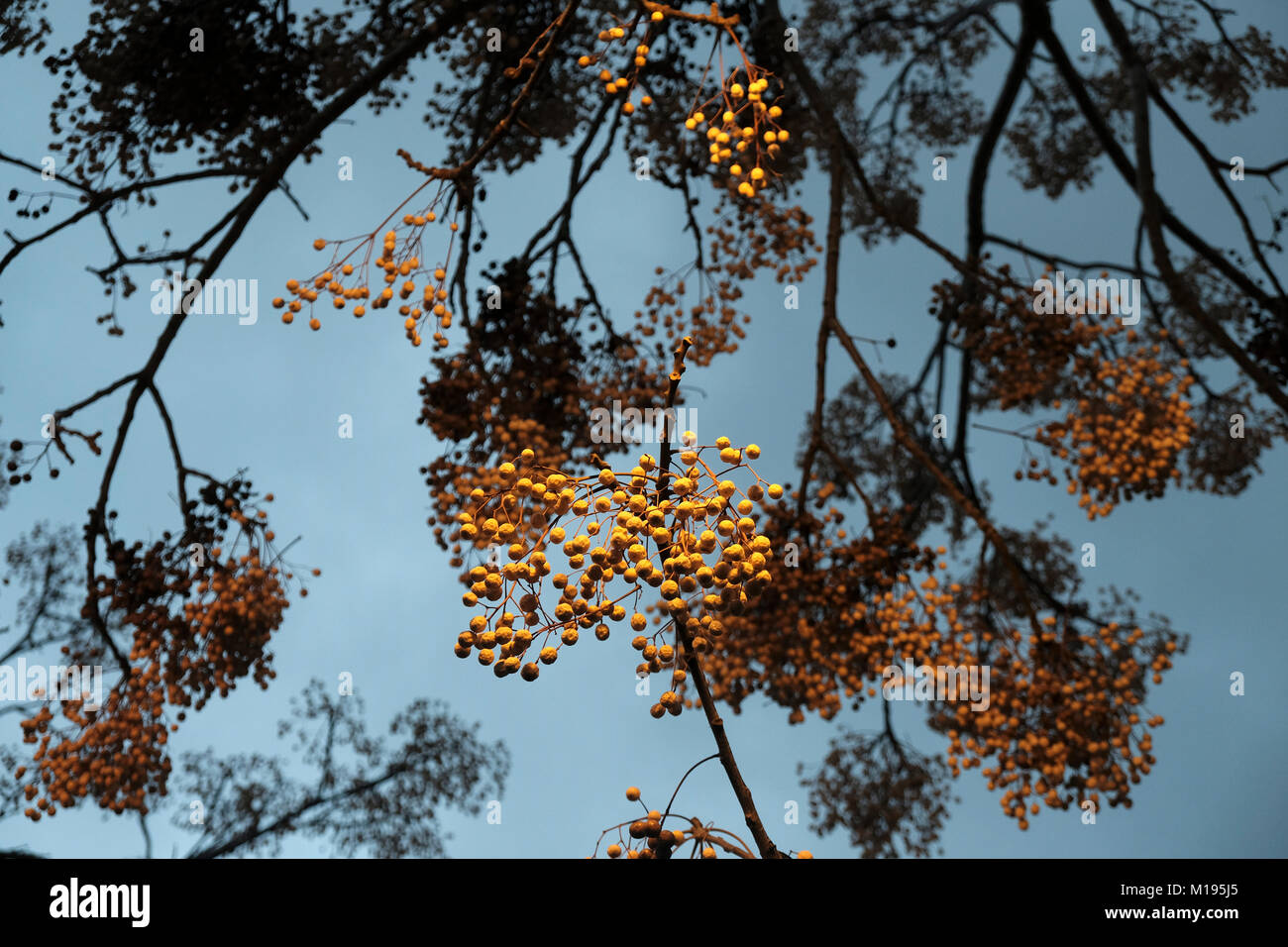 Fruits of Melia azedarach tree in Israel Stock Photo - Alamy