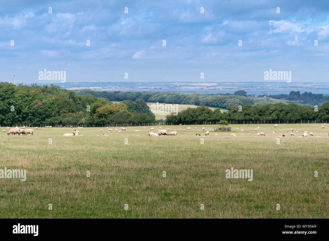 View of sheep grazing in a field with the Kent countryside in the ...