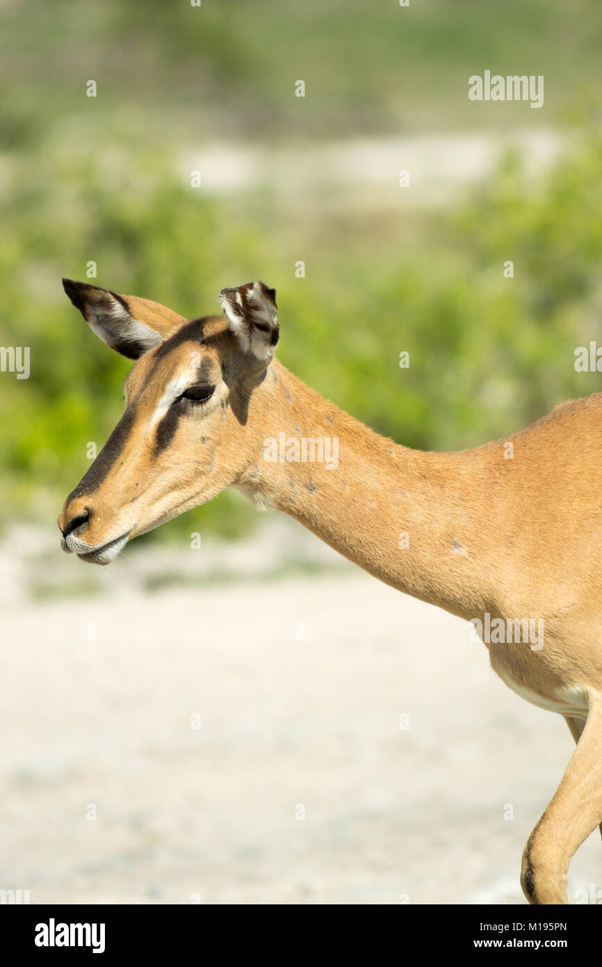 Female Impala crossing road Stock Photo - Alamy