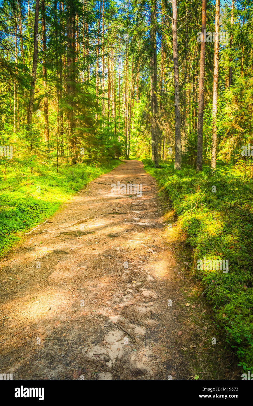 Road in green forest, beautiful natural wood background with sunshine ...