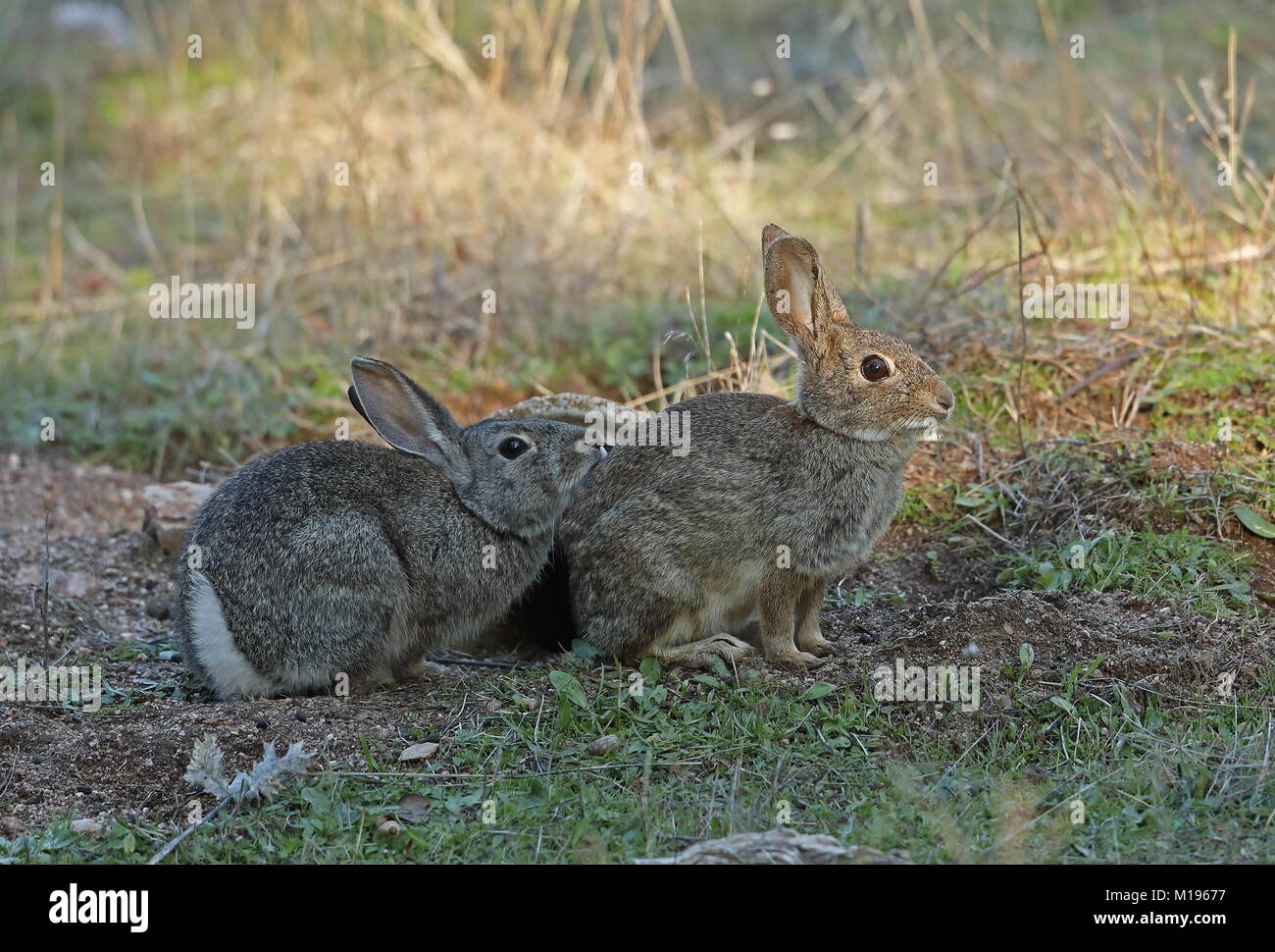 European Rabbit (Oryctolagus cuniculus algirus) male chinning (scent ...