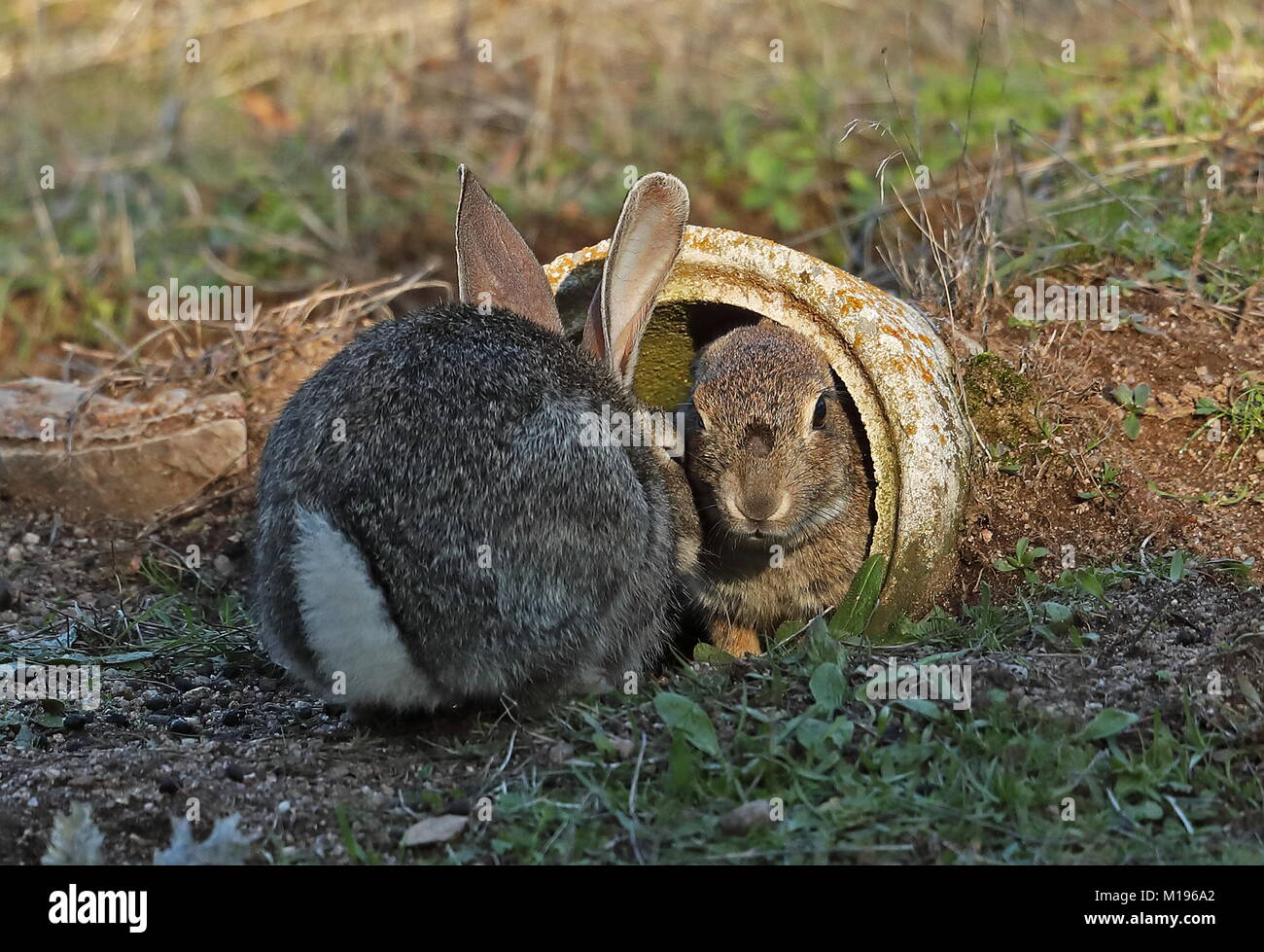 European Rabbit (Oryctolagus cuniculus algirus) pair at entrance of ...