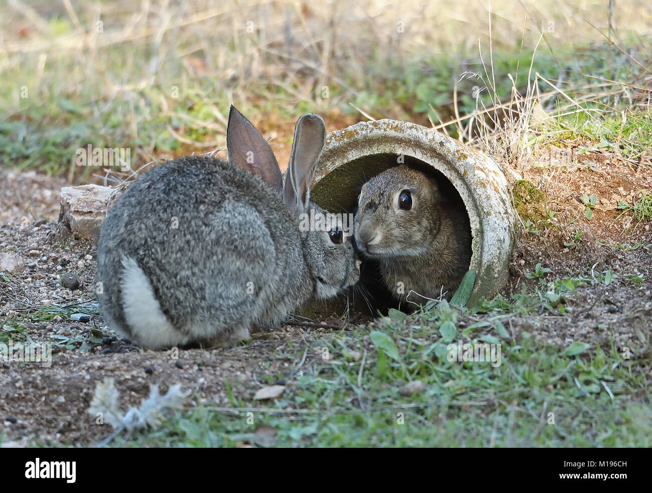 European Rabbit (Oryctolagus cuniculus algirus) pair at entrance of ...