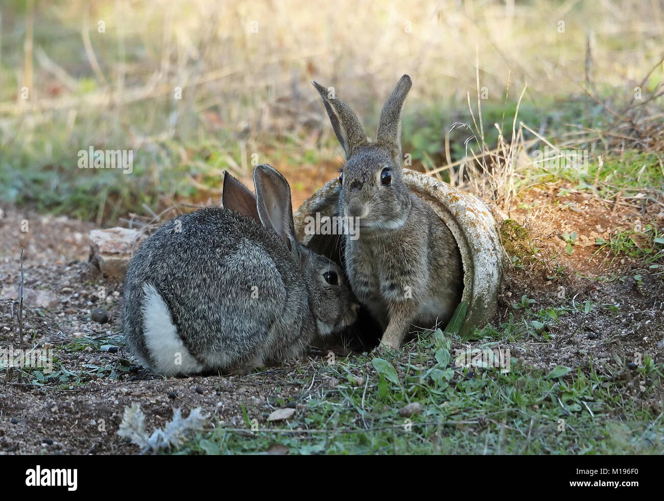 European Rabbit (Oryctolagus cuniculus algirus) pair at entrance of ...