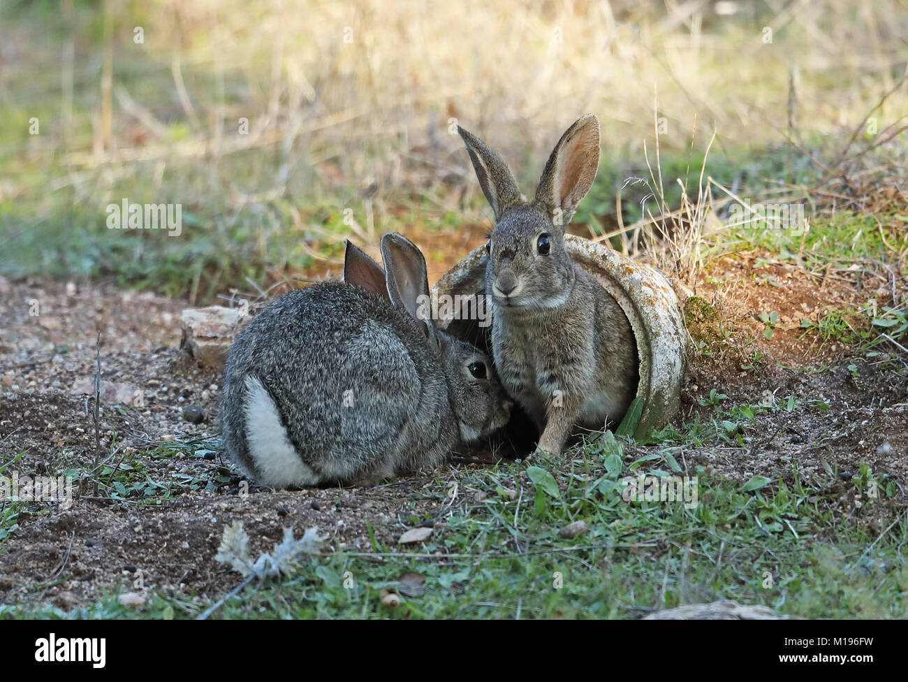 European Rabbit (Oryctolagus cuniculus algirus) pair at entrance of ...