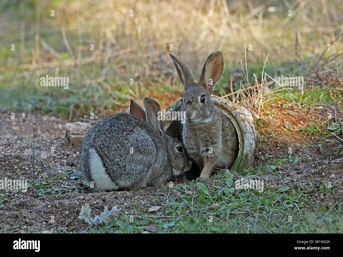 European Rabbit (Oryctolagus cuniculus algirus) pair at entrance of ...