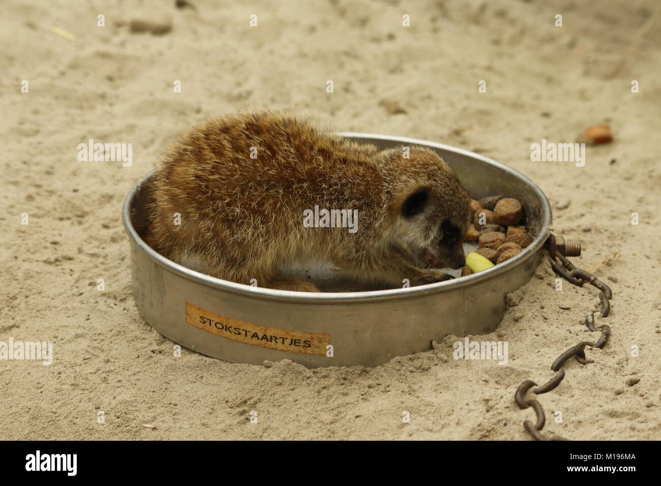 Meerkat in the zoo Stock Photo - Alamy